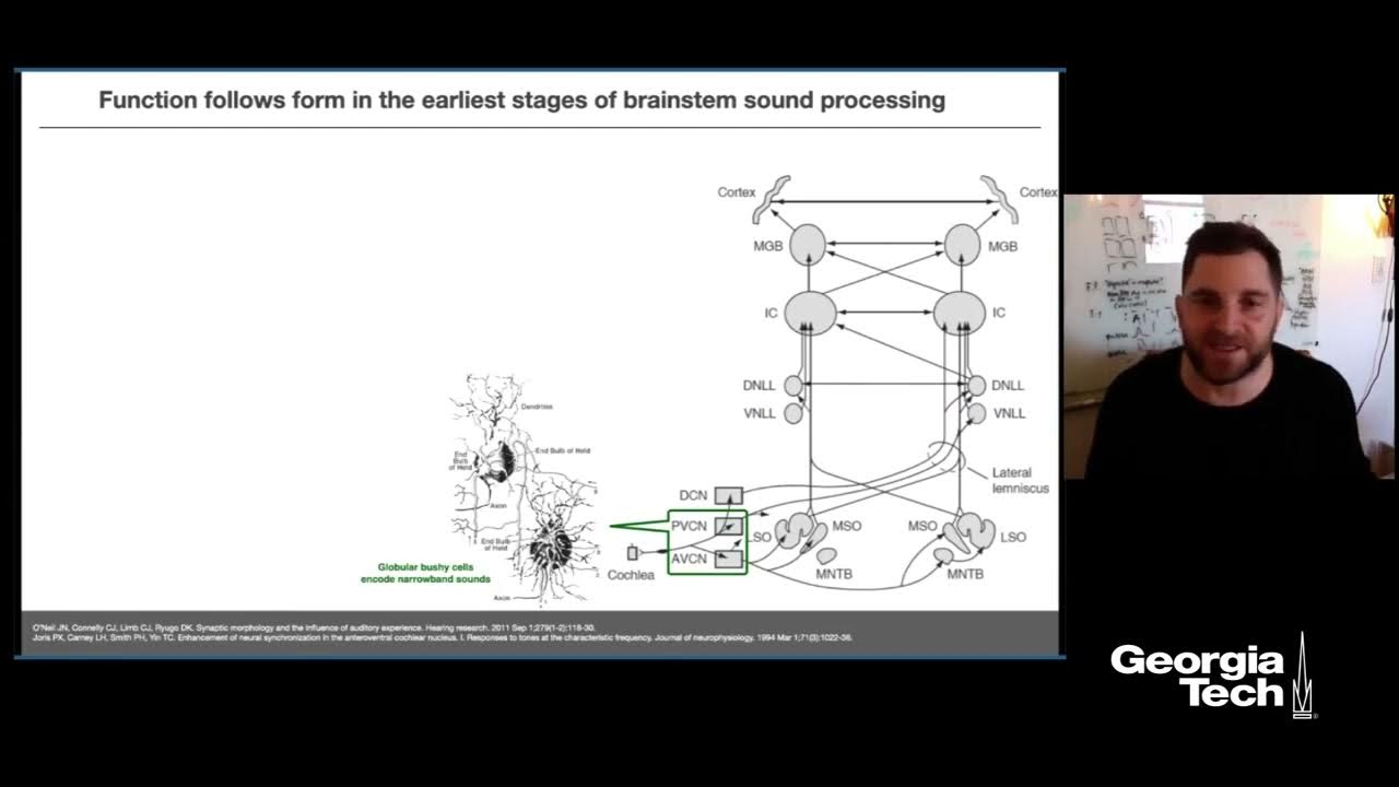 Neural coding of sound in the ascending and descending auditory pathways - YouTube