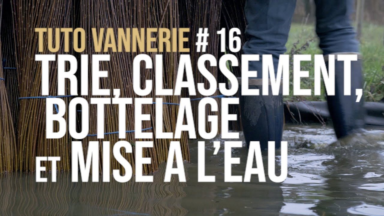 Tuto Vannerie# 16 "Trie, classement, bottelage et mise a l'eau" - YouTube