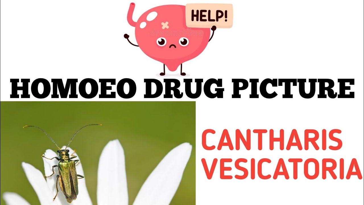 SHORT VIDEO OF CANTHARIDES PICTURE WISES. - YouTube