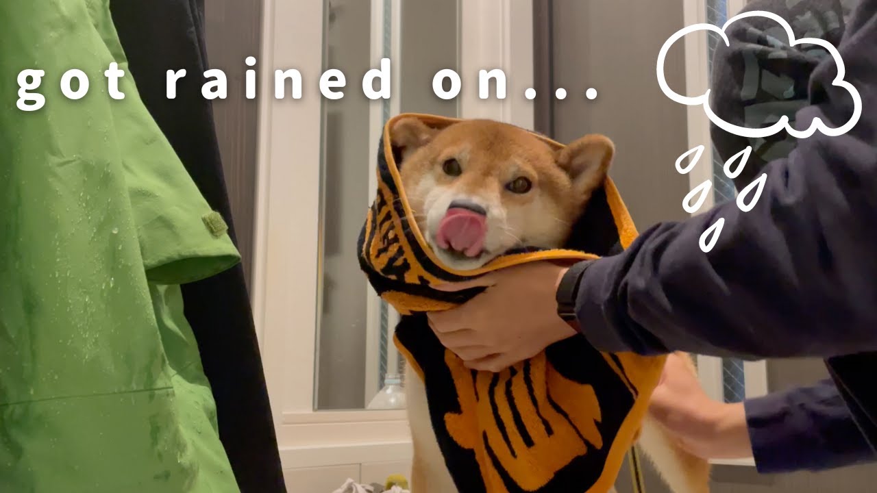 Shiba Inu Has A Heavy Rain Day - YouTube
