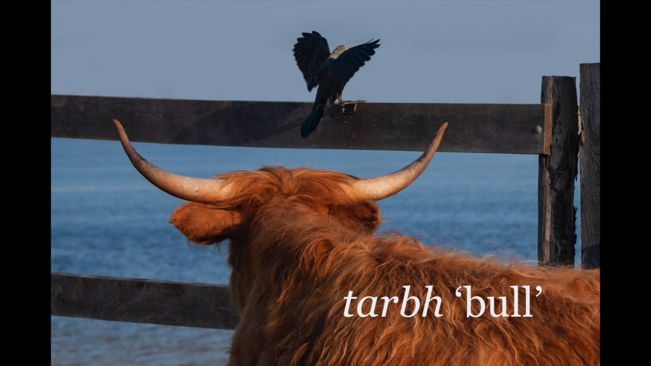 Irish Words from Literature and Life: Tarbh 'bull' - YouTube