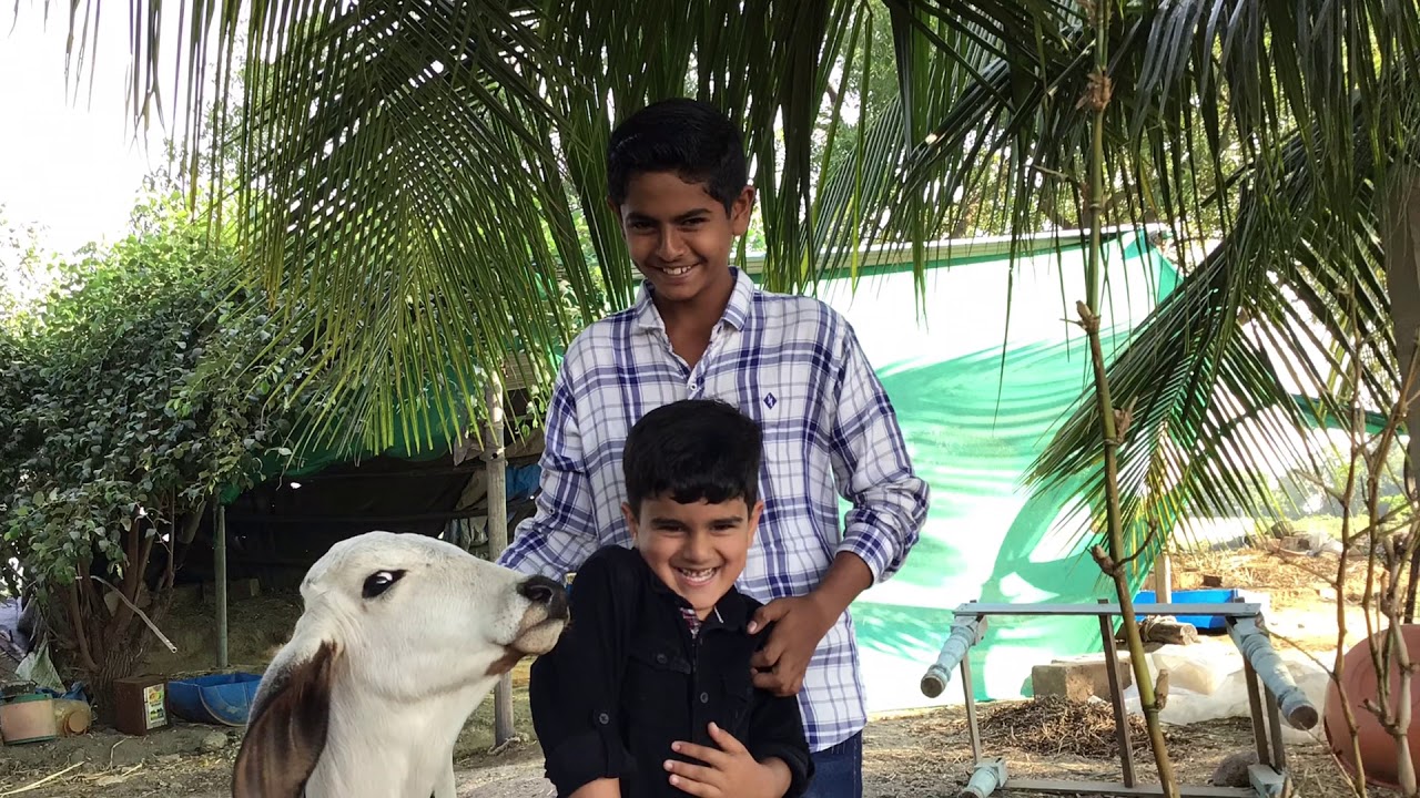 Krishna farm first video..... welcome to all - YouTube