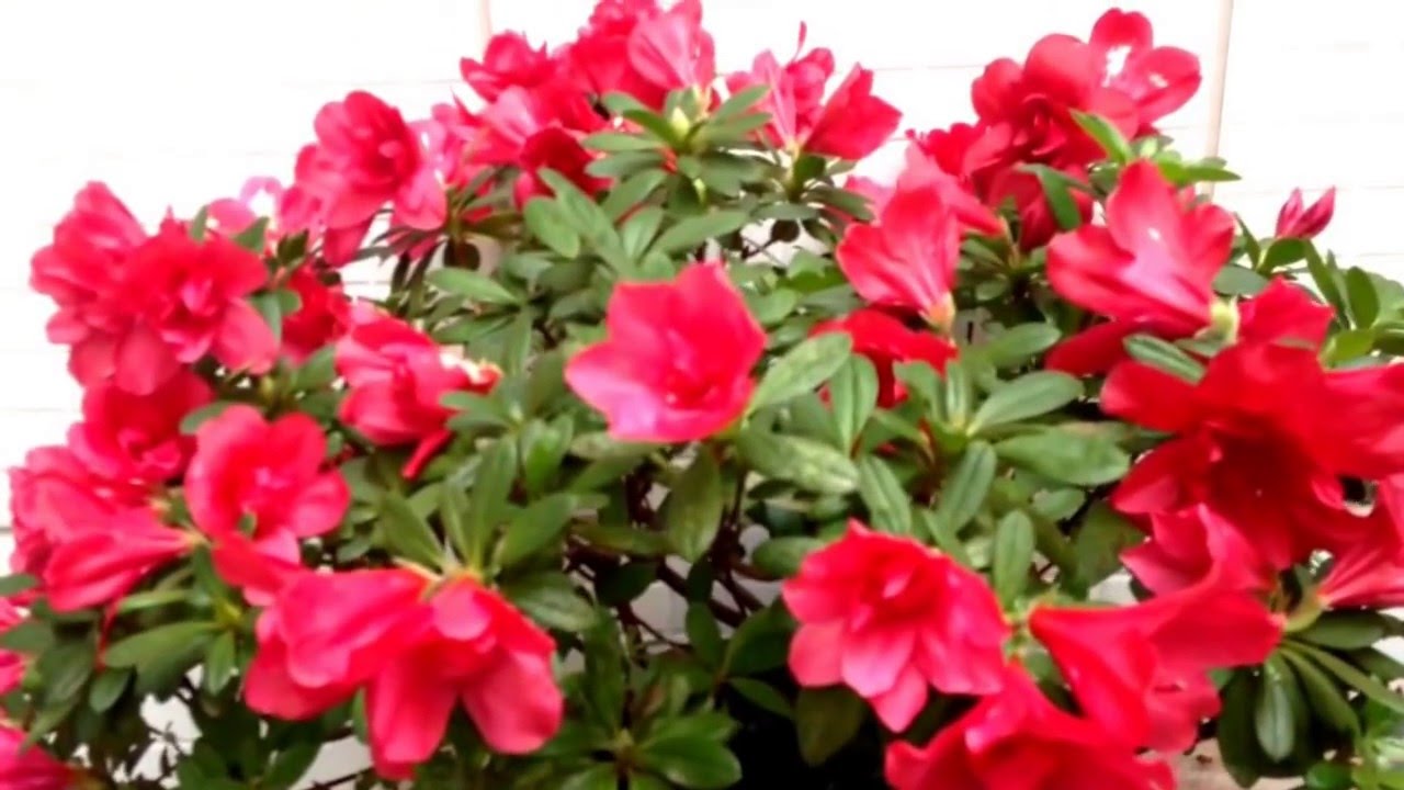 Como Reproduzir Azaleia, passo a passo como fazer - YouTube