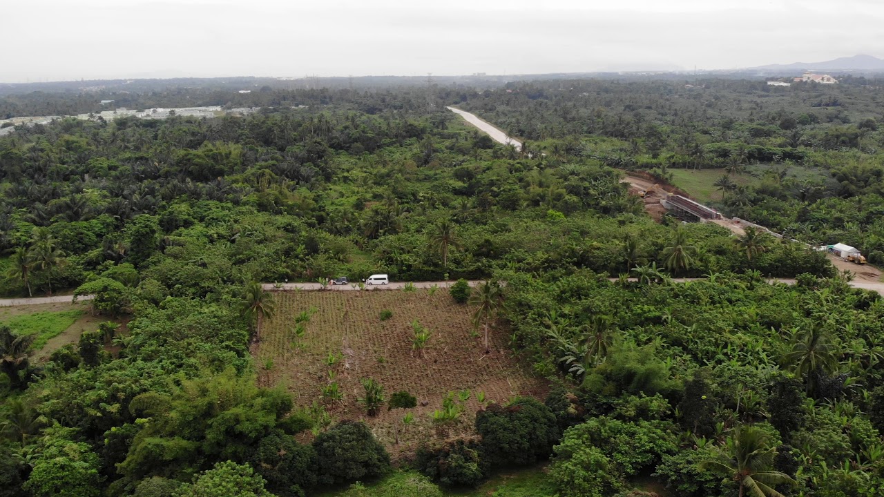 Amadeo Mango Farm Cavite - YouTube