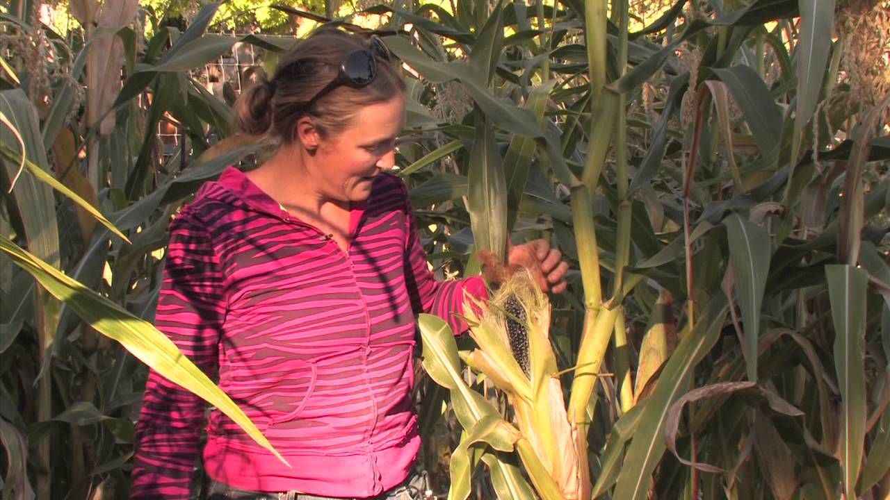 GROW THIS PLANT: Hopi Blue Corn! - YouTube