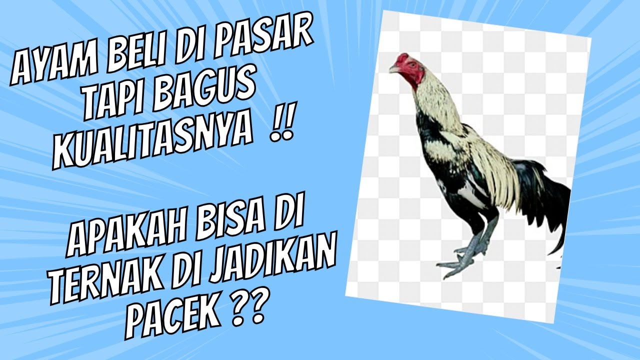 AYAM BELI DI PASAR BAGUS KUALITAS NYA APA BISA DI JADIKAN PACEK ...