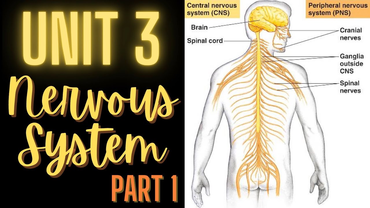 Peripheral Nervous System Parts