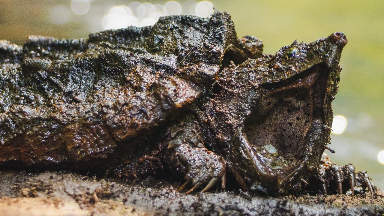 Finding a Hidden Alligator Snapping Turtle!! Amazing Camouflage! - YouTube