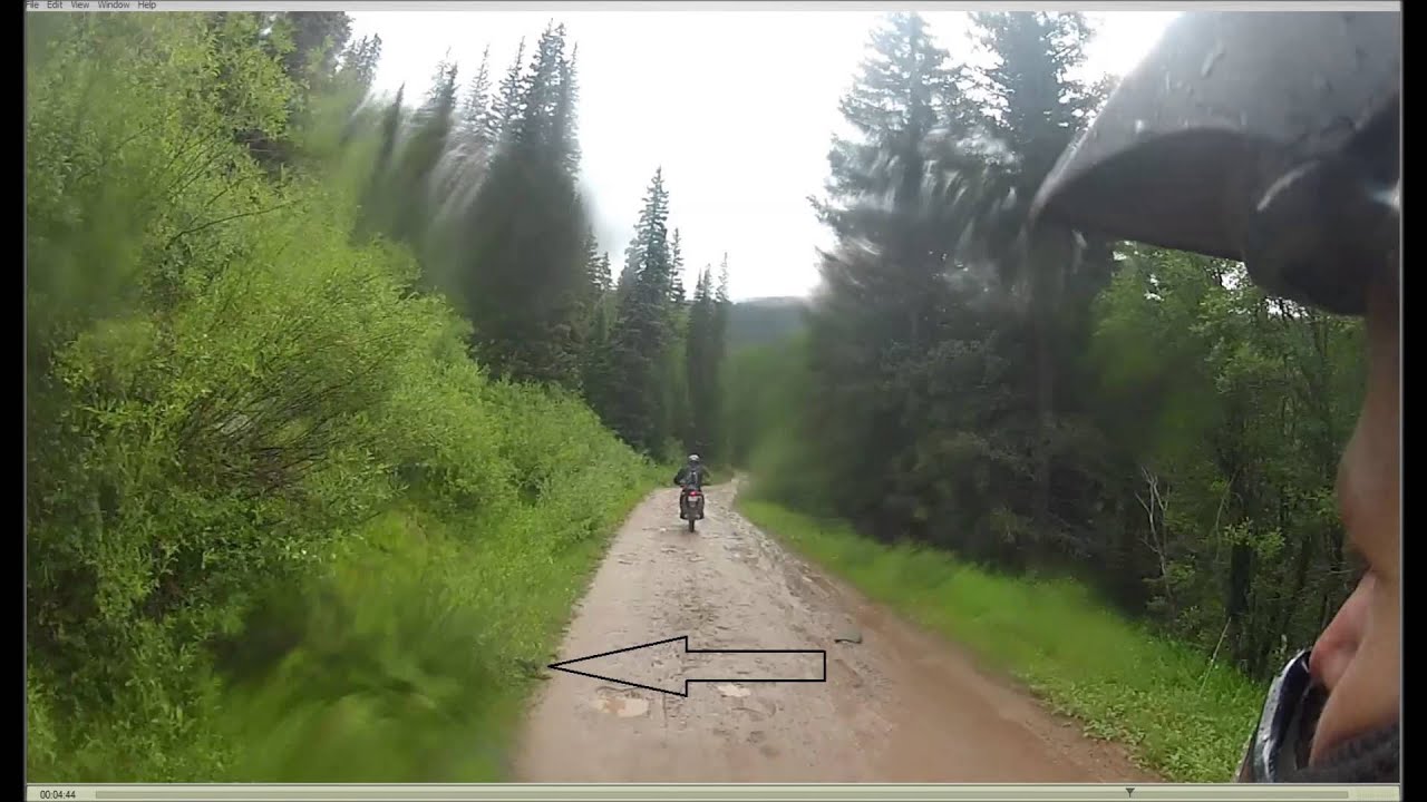 Marmot Attack! - YouTube