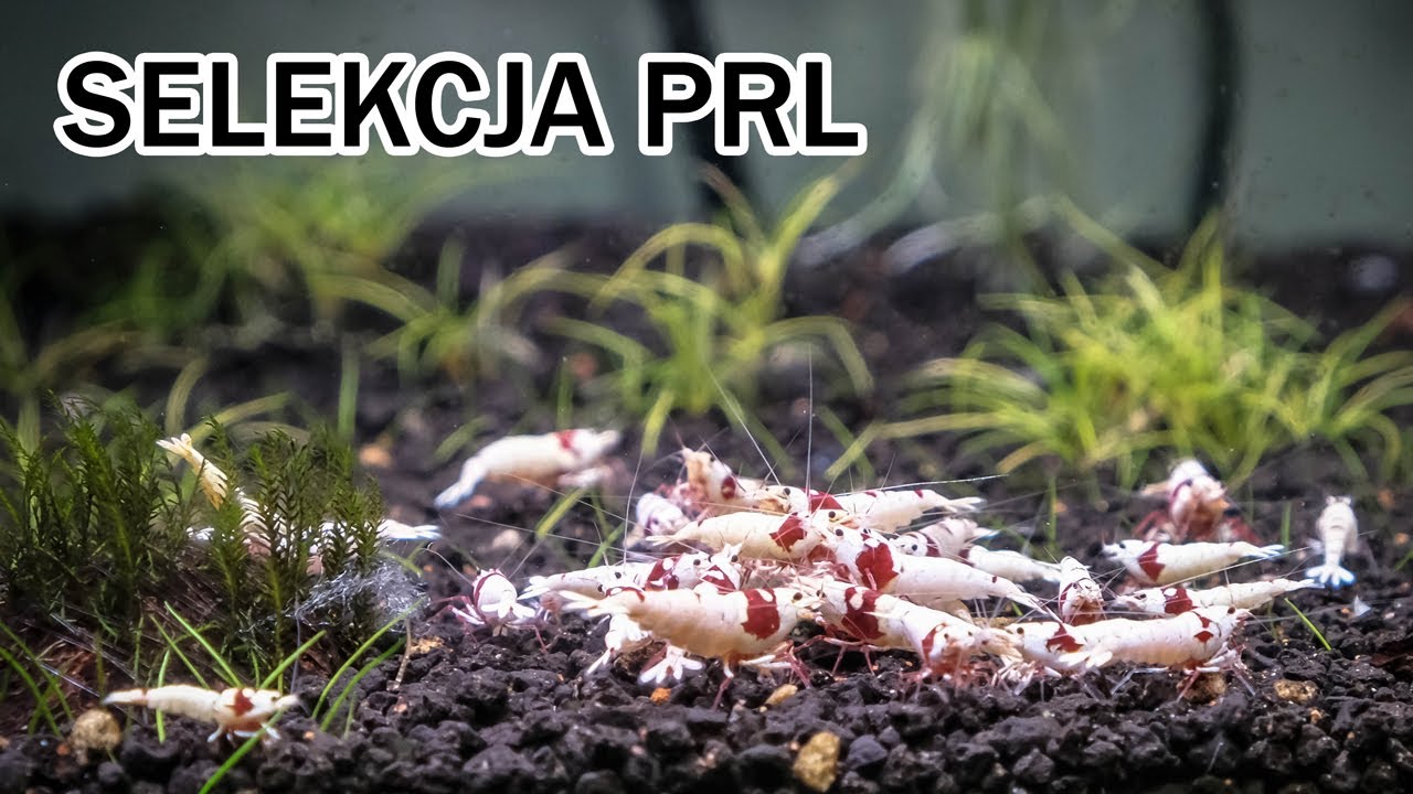 Rozmnażanie i selekcja - krewetki Pure Red Line - CULLING PURE RED LINE ...