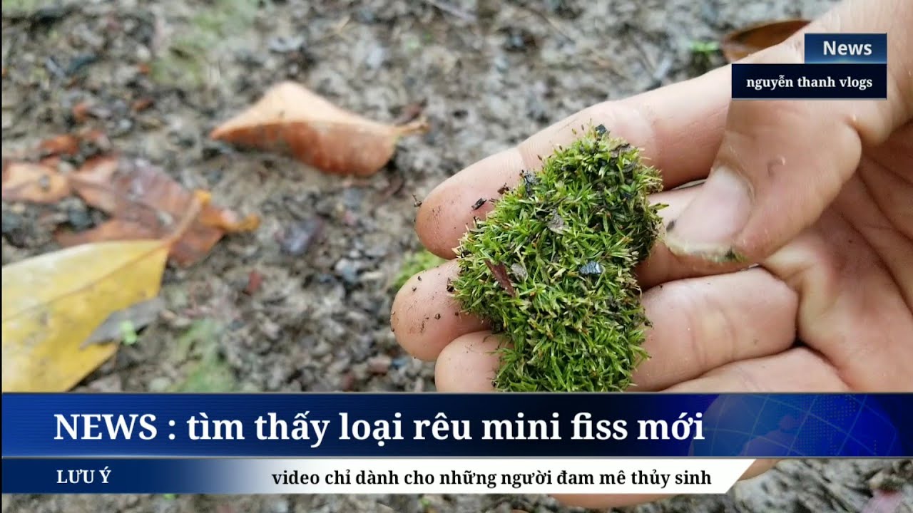 RÊU MINI FISS NGOÀI TỰ NHIÊN RA SAO, TÌM THẤY LOẠI RÊU MỚI, CÓ THỂ TẠO ...
