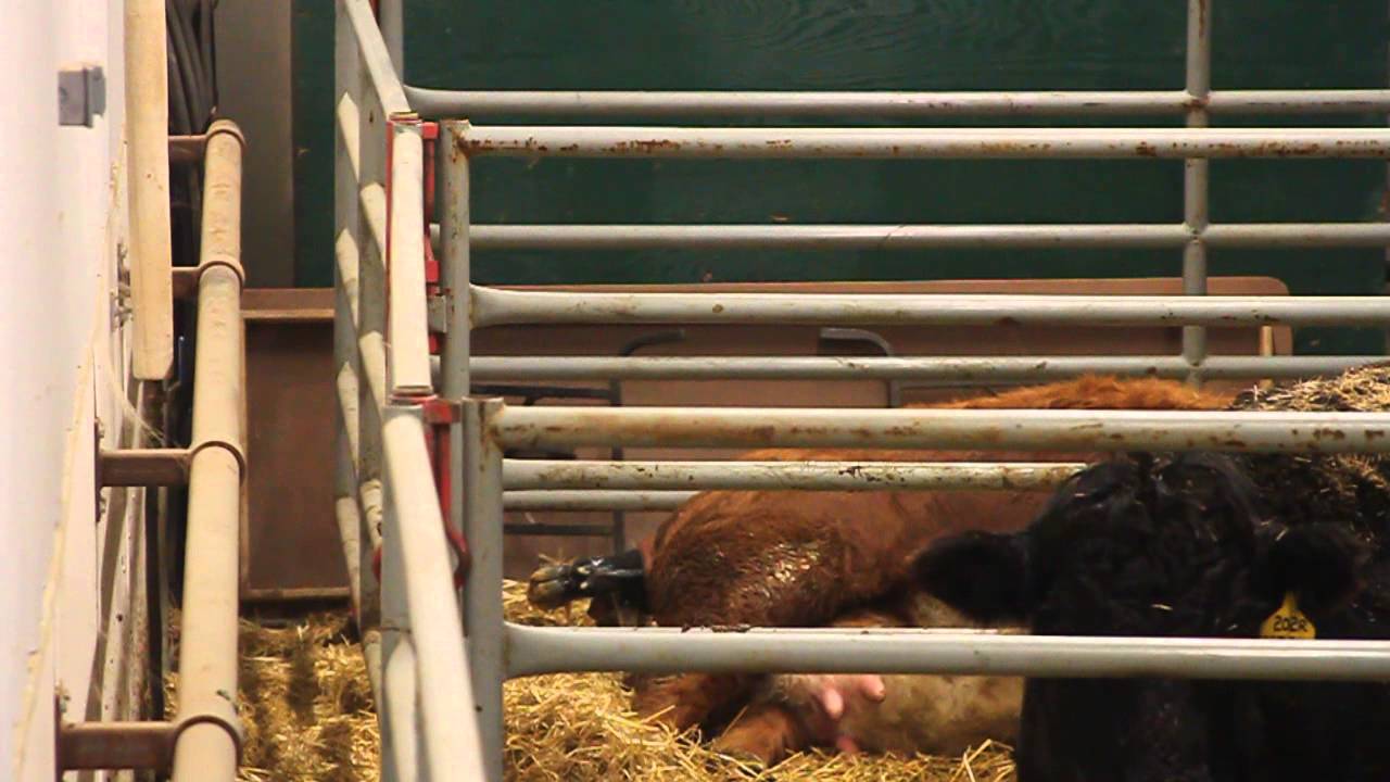 Cow in Labour - YouTube