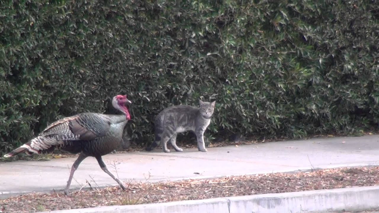 Cat meets Big Bird - YouTube