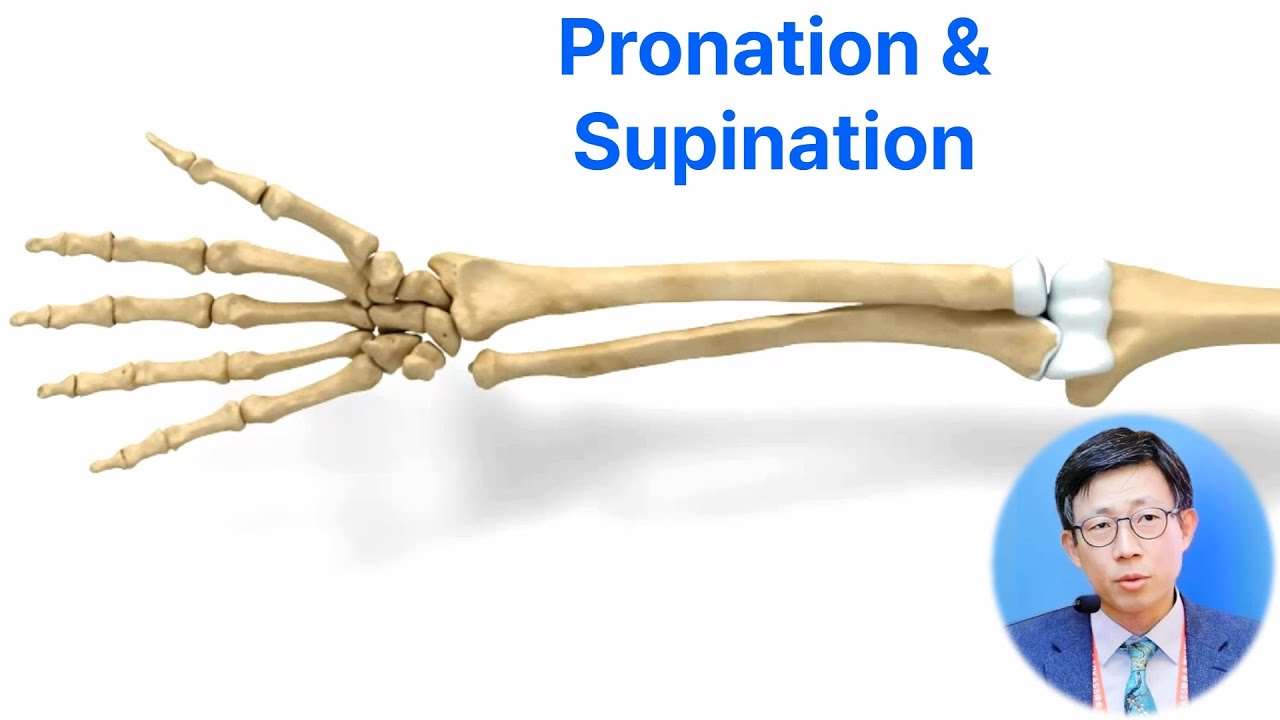 Forearm Pronation and Supination - YouTube
