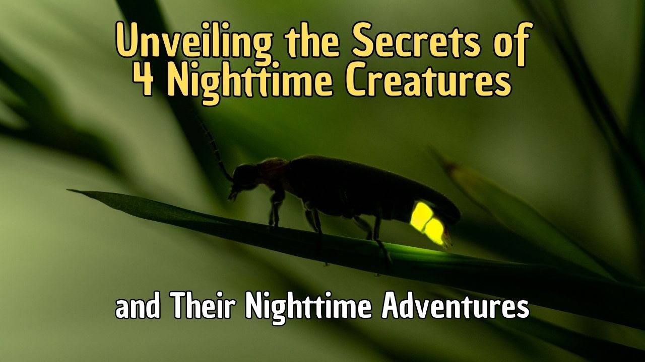 4 Enigmatic Nocturnal Animals and Their Nighttime Adventures - YouTube