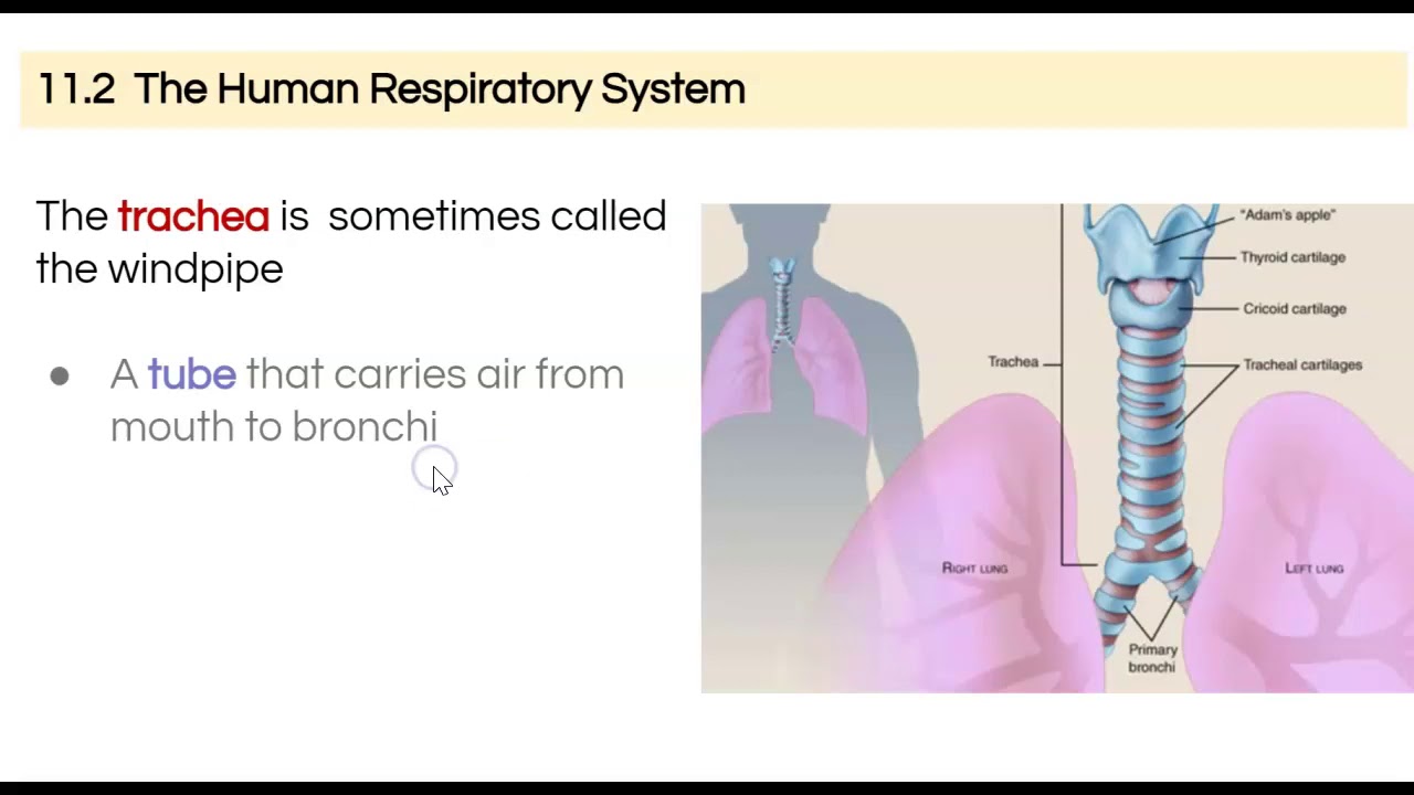 11.2 The Human Respiratory System - YouTube
