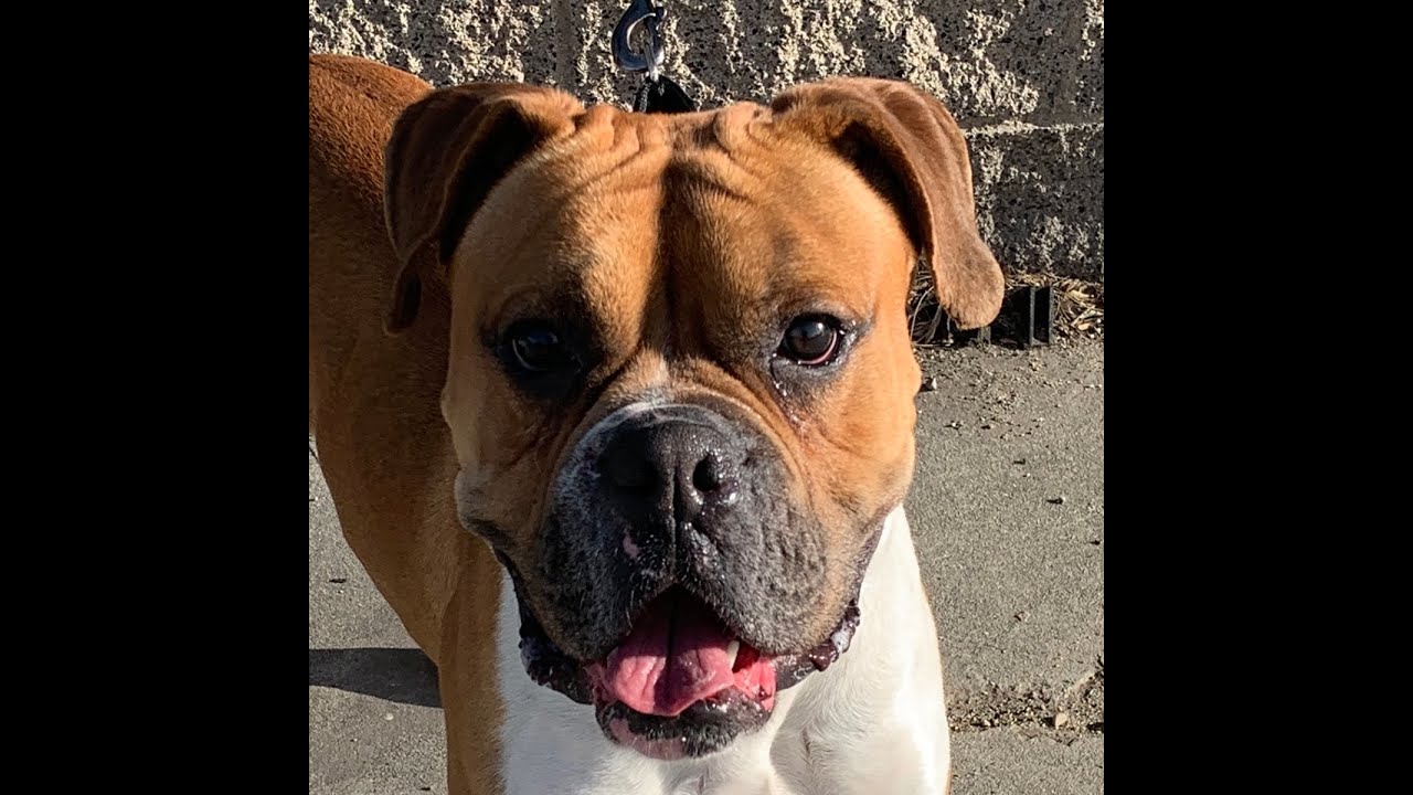 Adopt PETE @ Boxer Rescue LA - YouTube