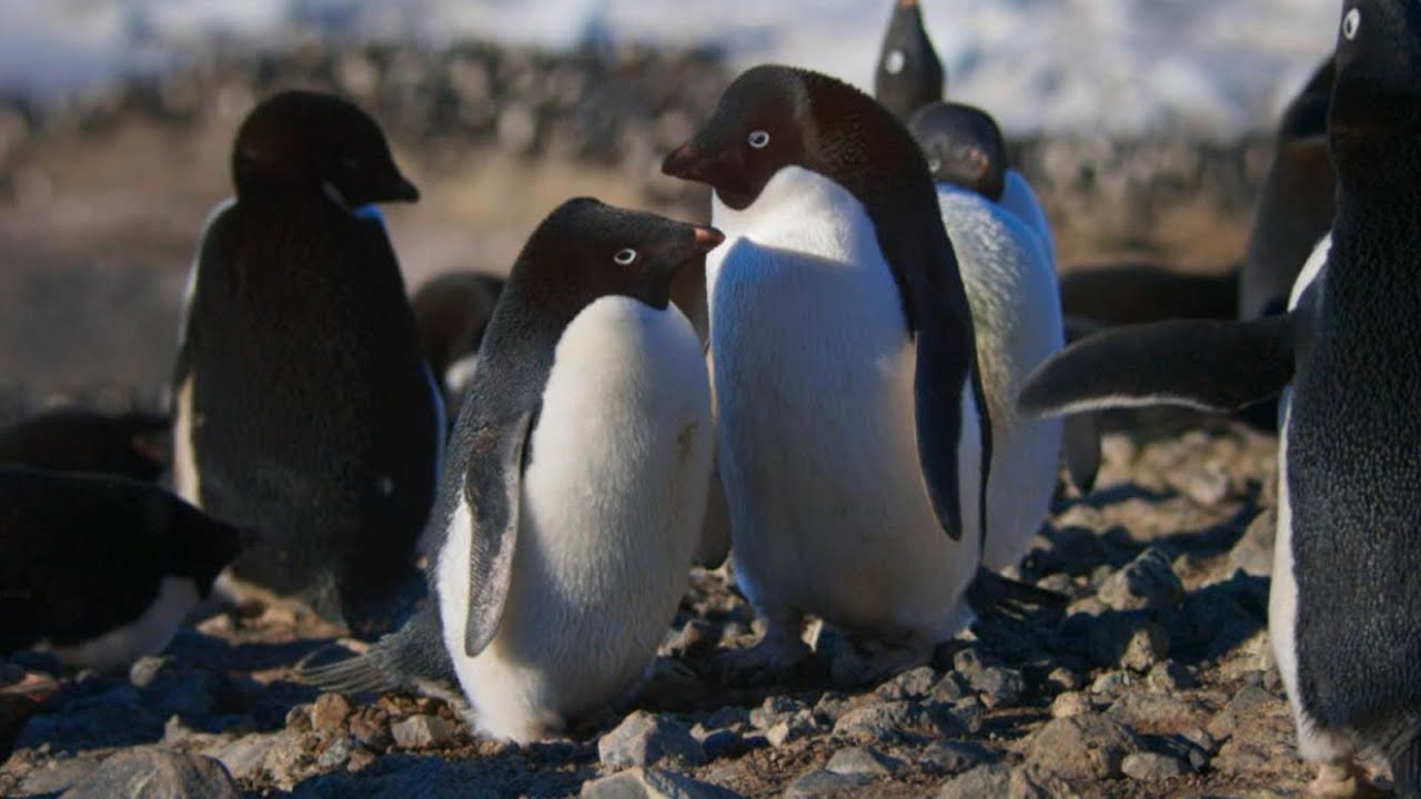 'Penguins' filmmakers on finding a rock-n-roll penguin lead, promoting ...