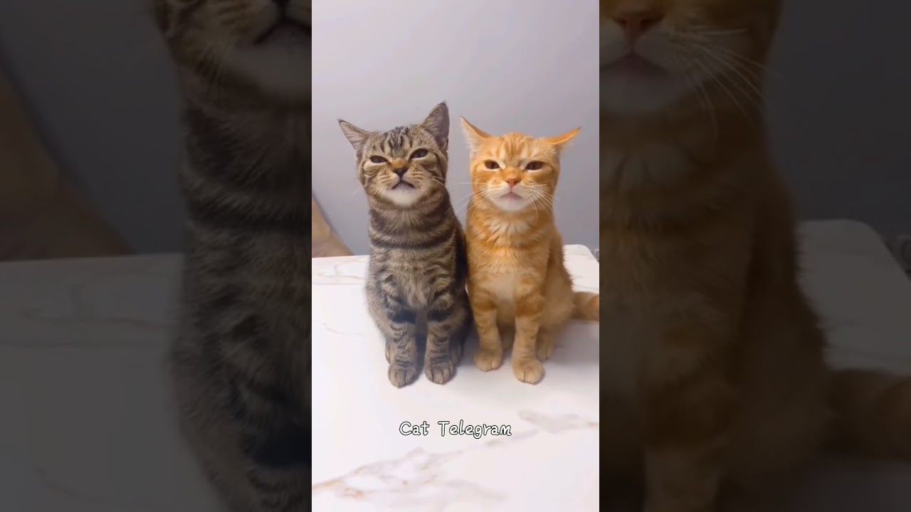 cats and kittens baby cats cute and funny cat kitten meowing cat ...