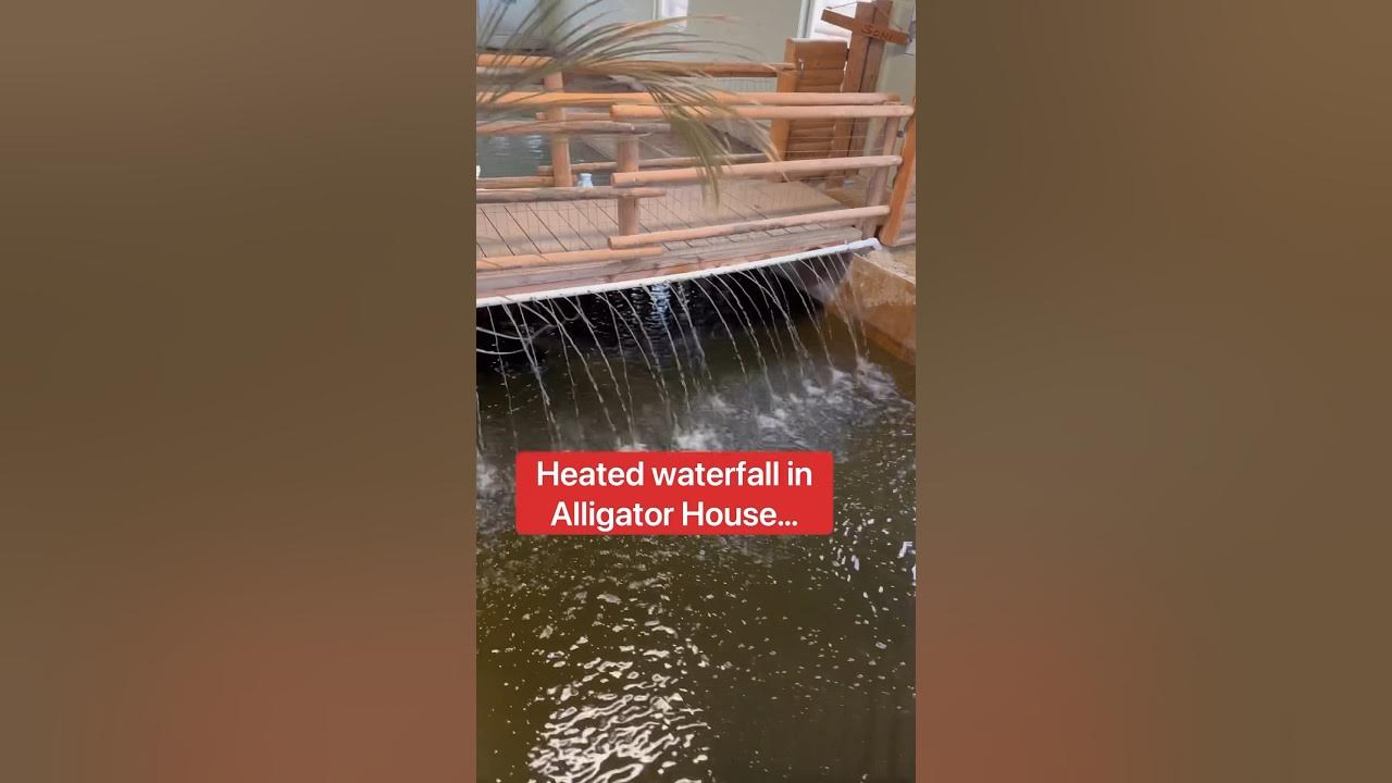 Waterfall Is Draining My Alligator Pool! 😨🐊#shorts #alligator - YouTube