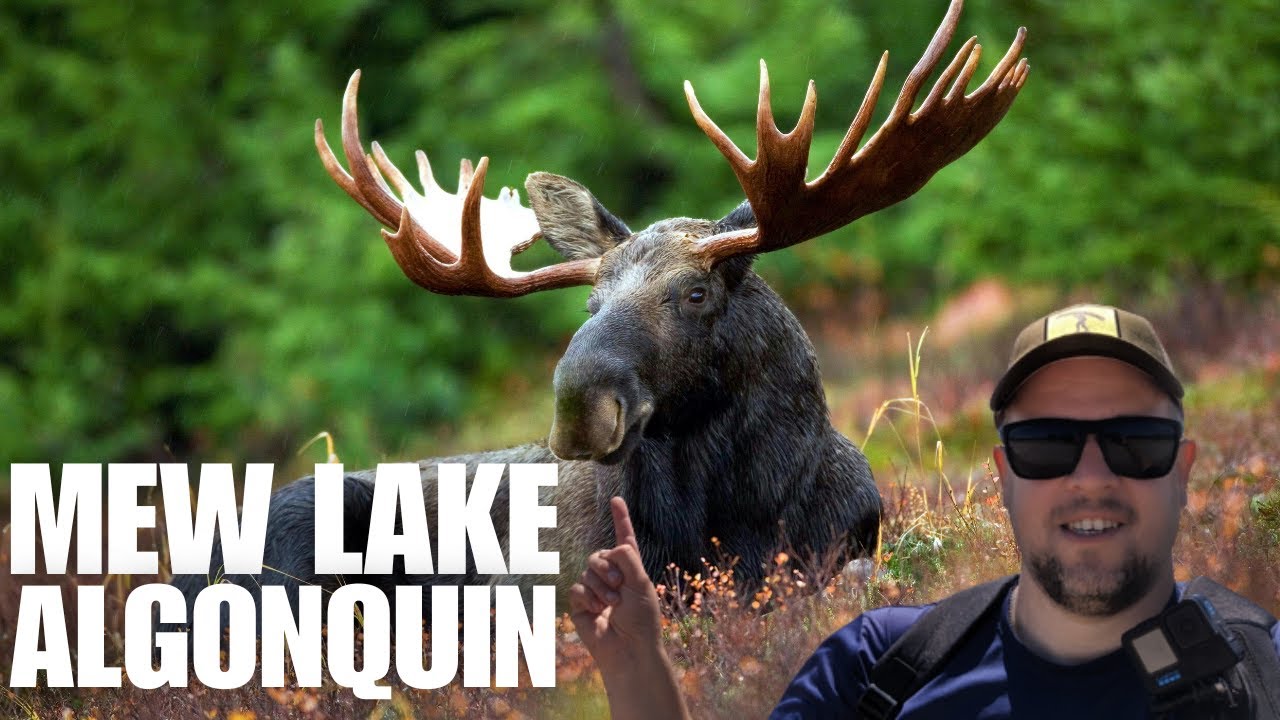 Waterfront Camping at Mew Lake - Algonquin Park - YouTube