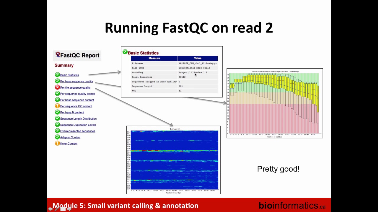 Genome Structural Variation - YouTube