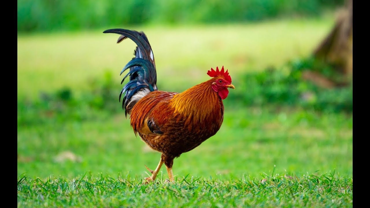 Rooster Crowing Compilation Plus - Rooster crowing sounds Effect 2020 ...