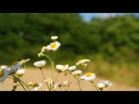 Beautiful Flower / Nature Whatsapp Status Video 💕💕 Nature beauty❤️ | WhatsApp Status |