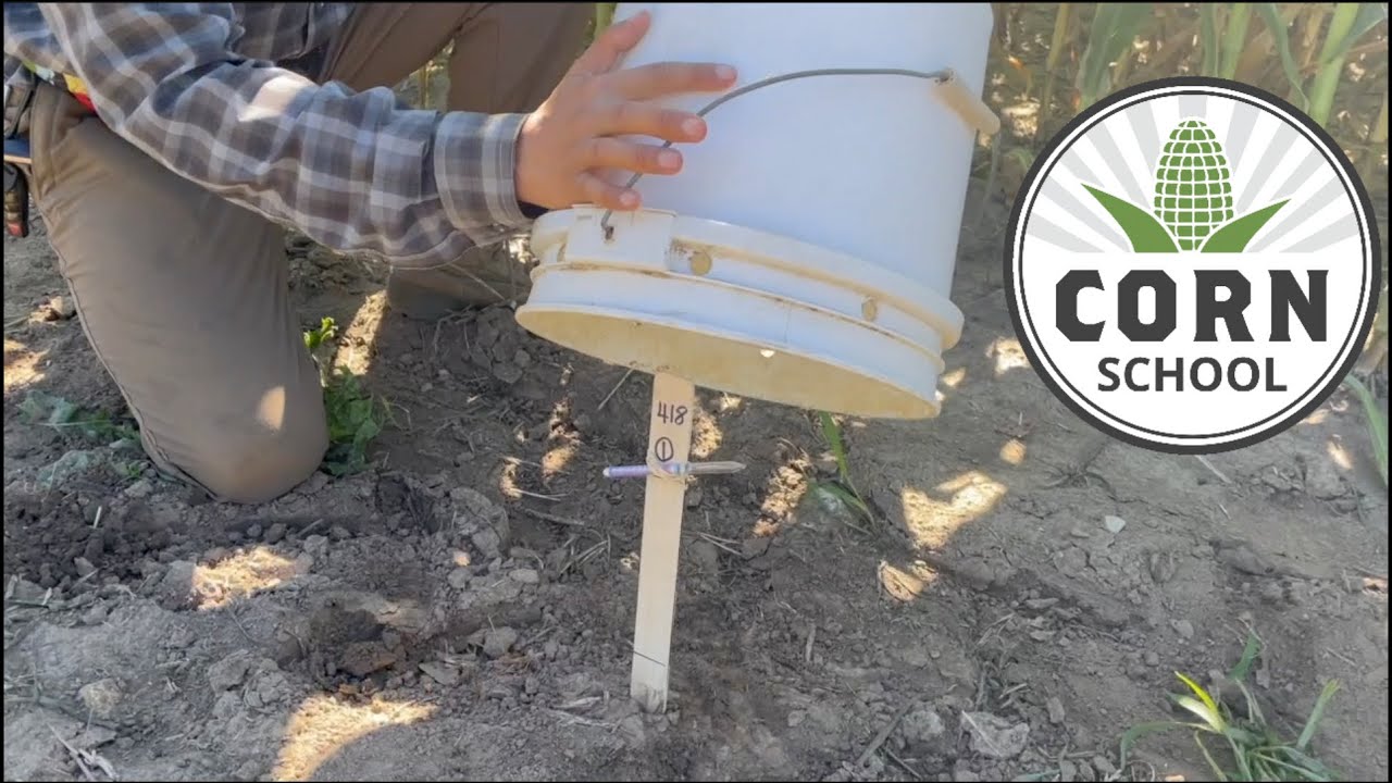Corn School: Measuring nitrogen volatilization loss in the field - YouTube
