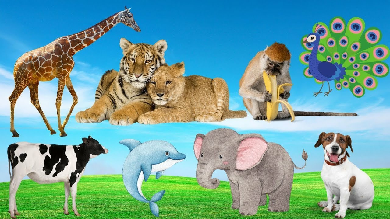 Zoo animals:-tiger, elephant, peacock, monkey, squirrel- Animal moment ...