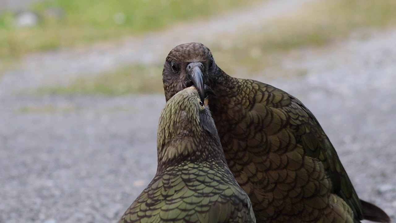 Kea feeding her chick @ Arthur's pass (New Zealand) - YouTube