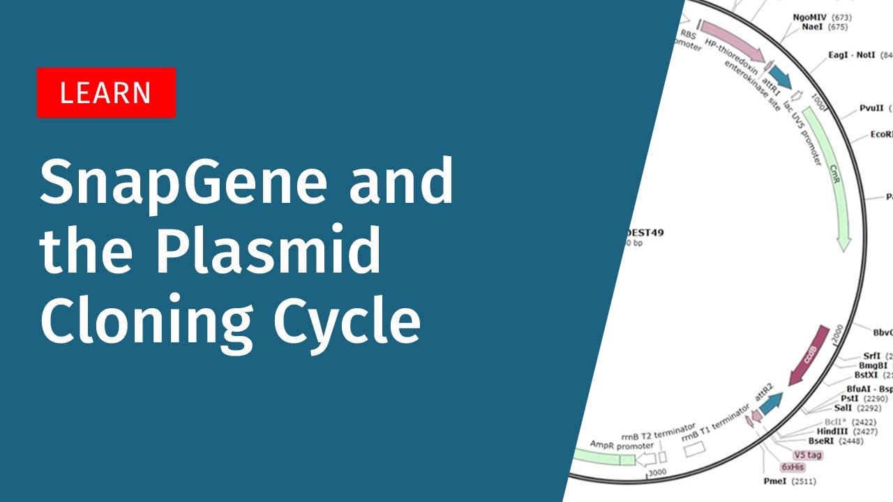 SnapGene and the Plasmid Cloning Cycle - YouTube