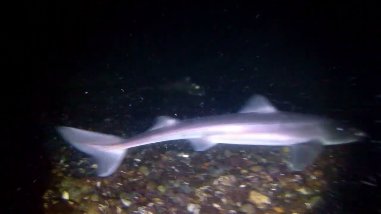 Mud Shark Puget Sound