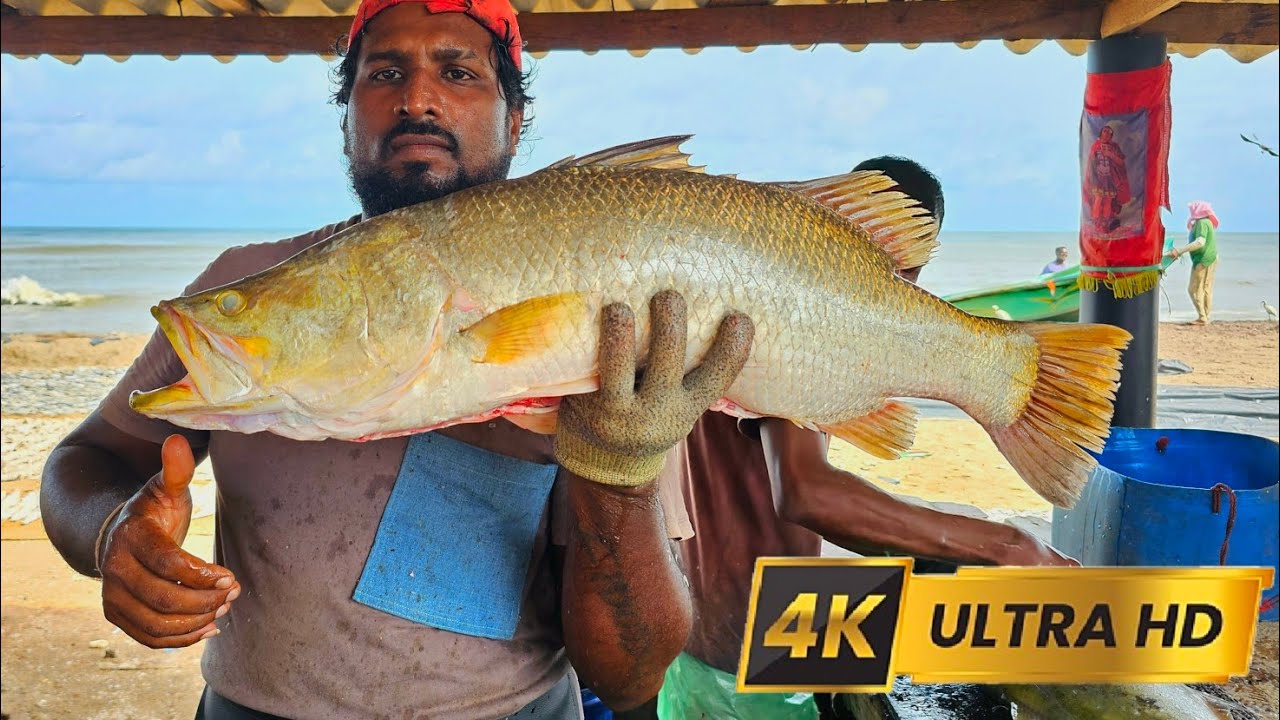 Huge Asian Sea Bass Fish Cutting | Amazing Barramundi Fish Cutting ...
