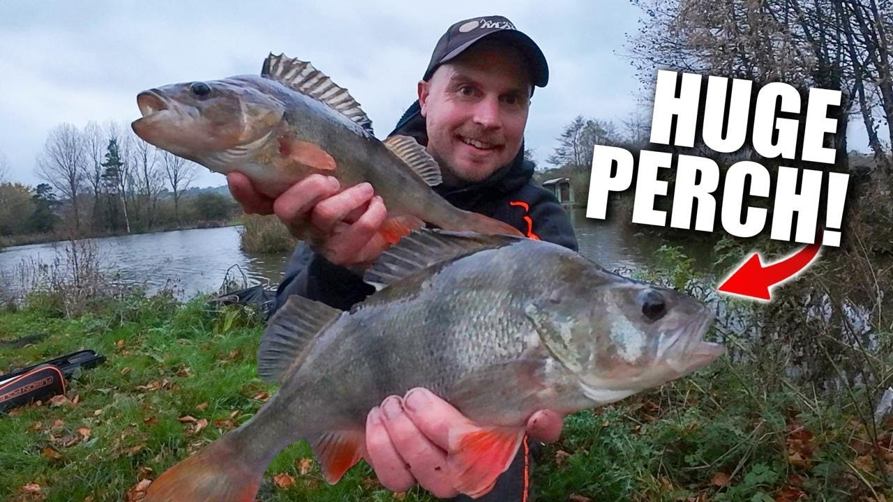 My BEST EVER catch of PERCH on the pole - YouTube