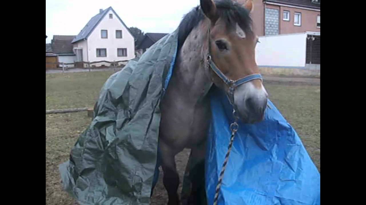 Vom Ackergaul zum Traumpferd [2 Jahre und 5 Monate] - YouTube