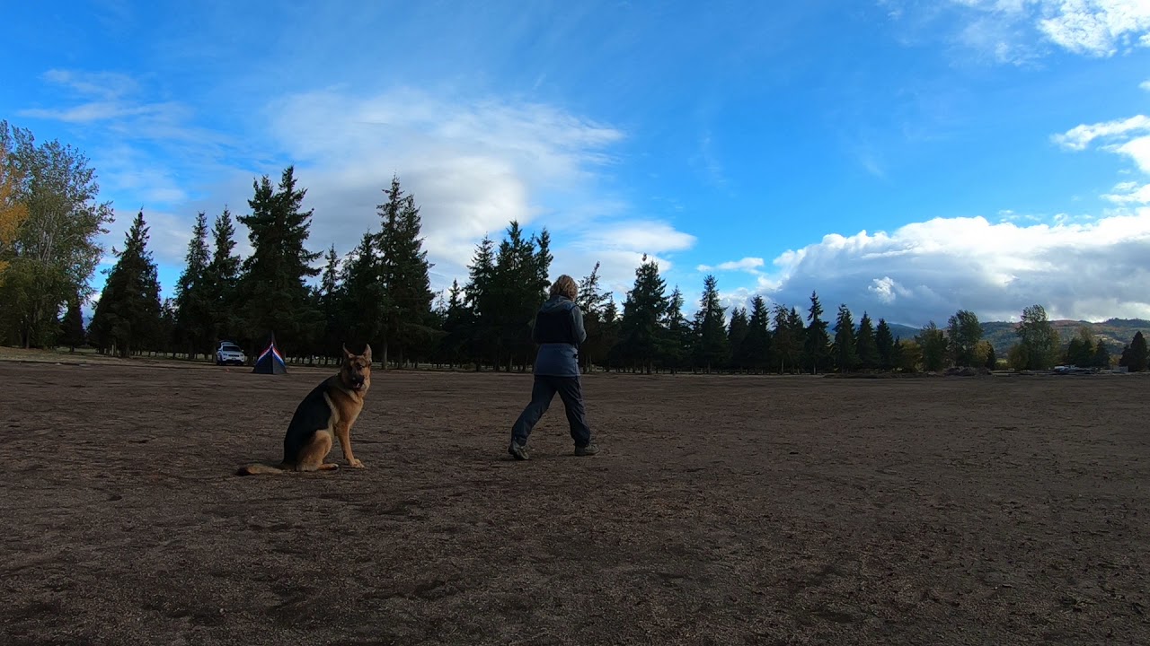 Prodogz Schutzhund Equipment www.prodogz.com: BH motion exercises - YouTube
