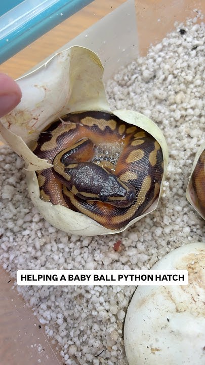 Helping a baby Ball Python HATCH😍 - YouTube
