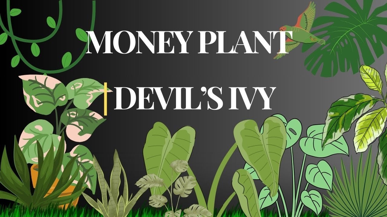 How to grow money plant? | Bushy and lengthy money plants | Indoor ...