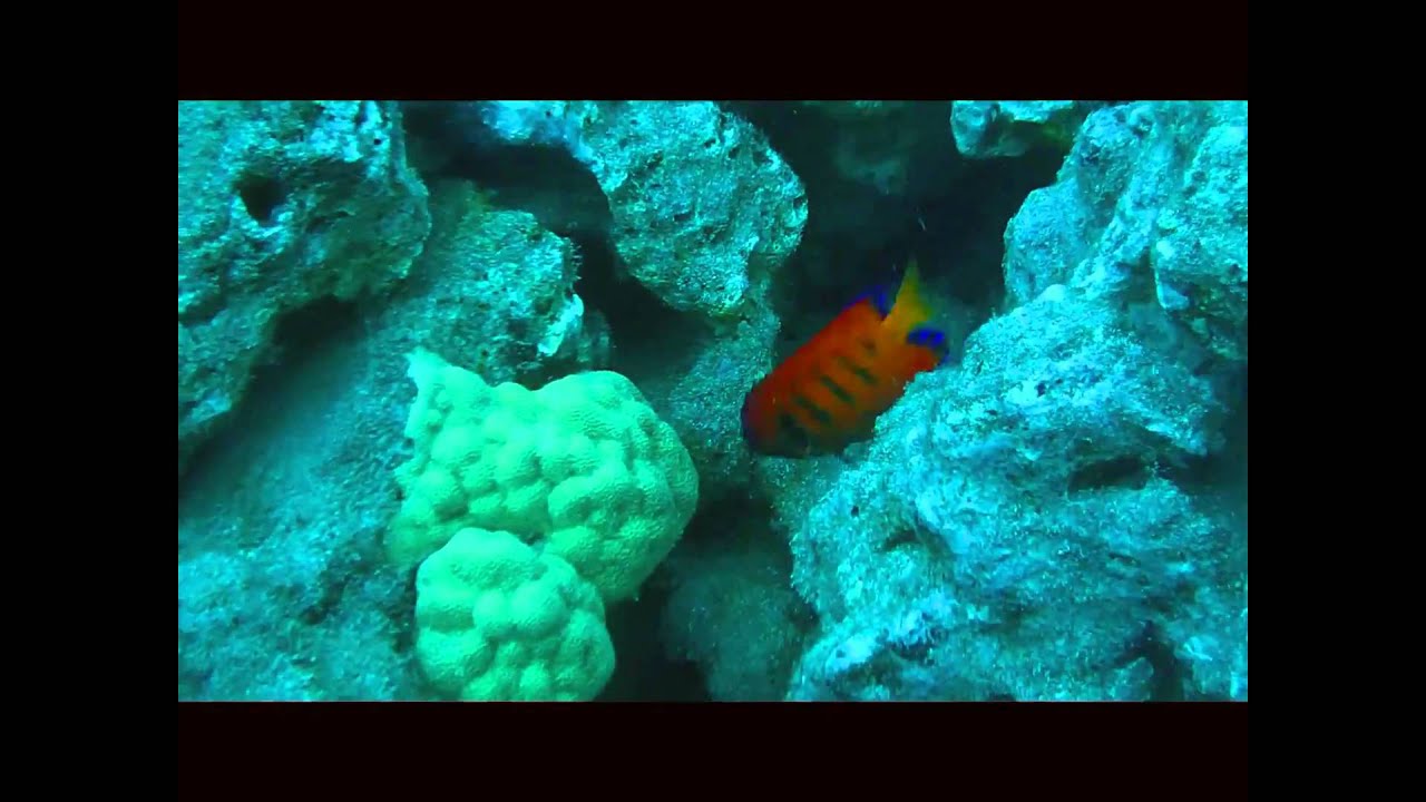 Hawaiian Flame Angelfish in its natural habitat - YouTube