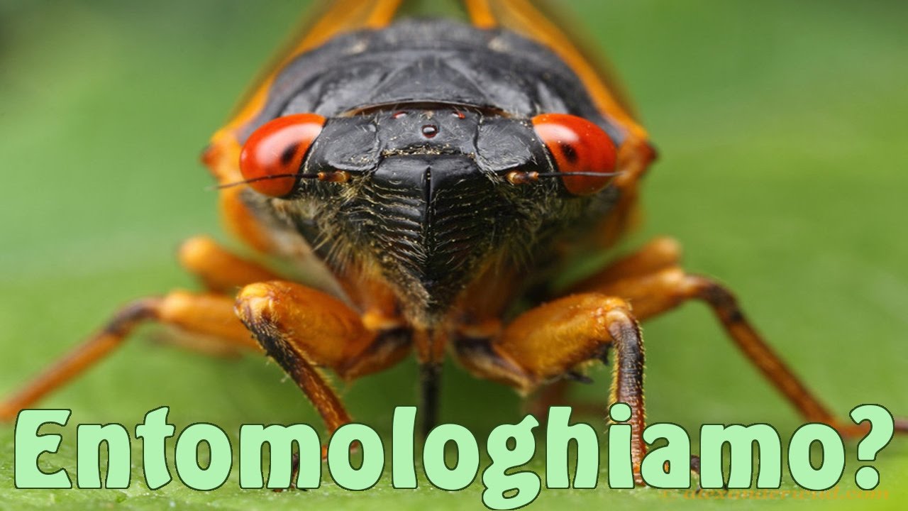Le cicale sincronizzate - Entomologhiamo? a malincuore - YouTube