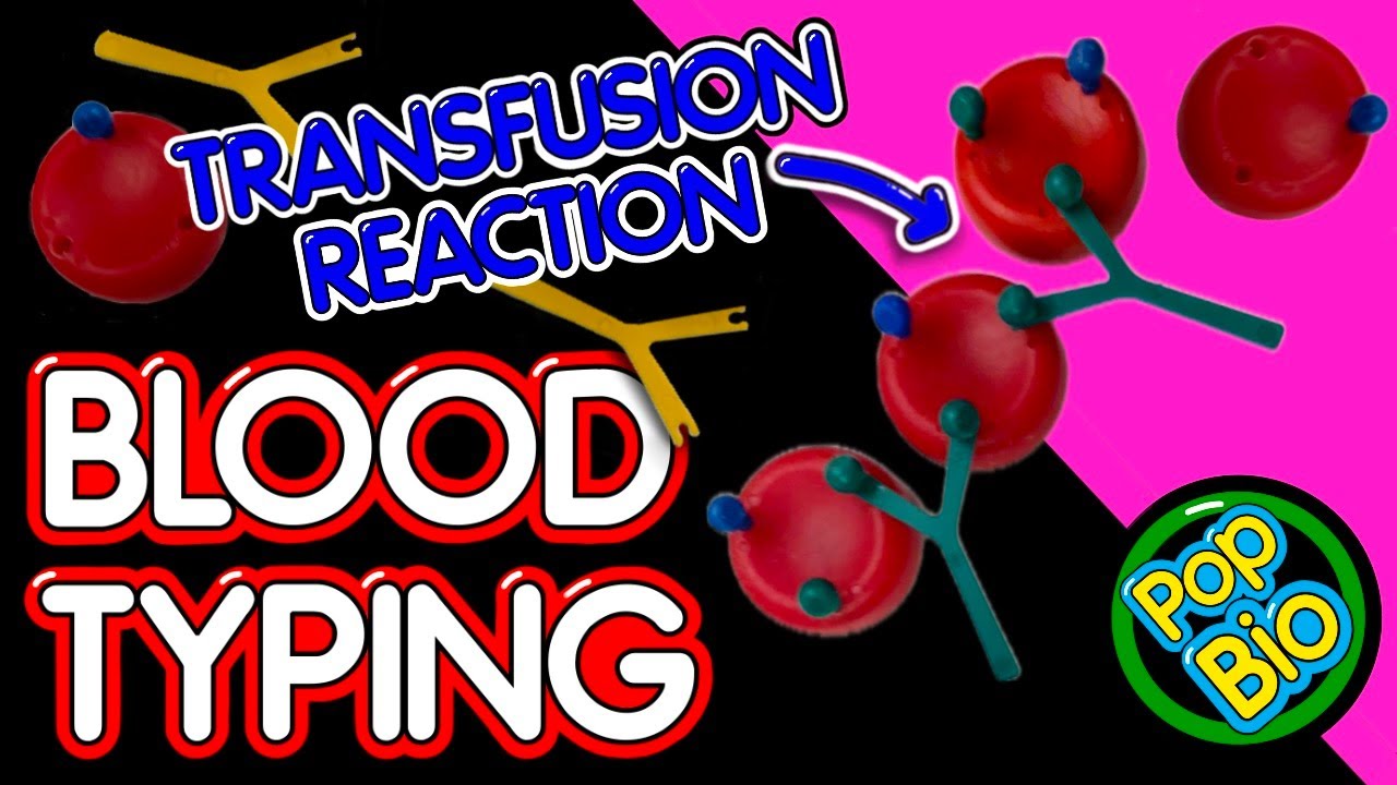 Blood Typing and Transfusion Reaction - YouTube