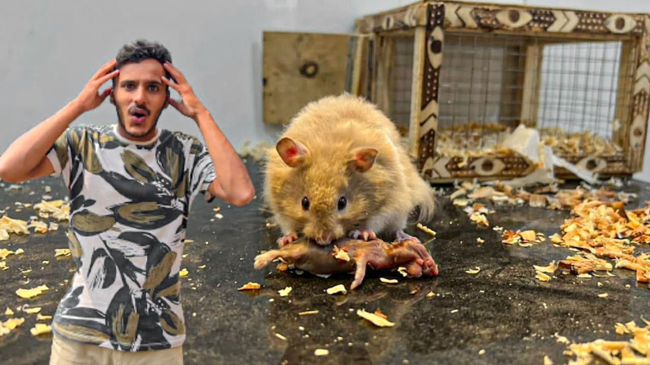 Hamster ne baby 🐹 ko Marrr diya 🥹 - YouTube