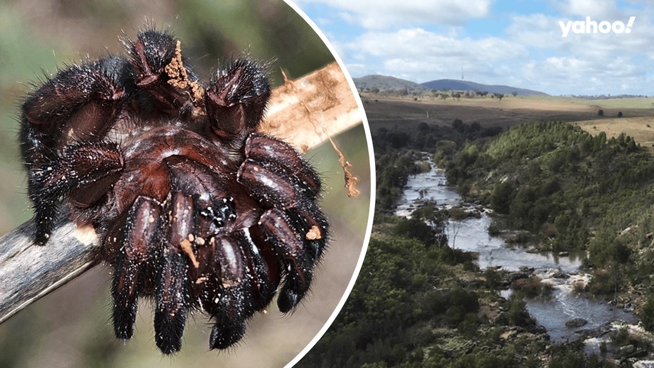 Aussie park ranger stumbles upon ‘interesting’ new spider species ...