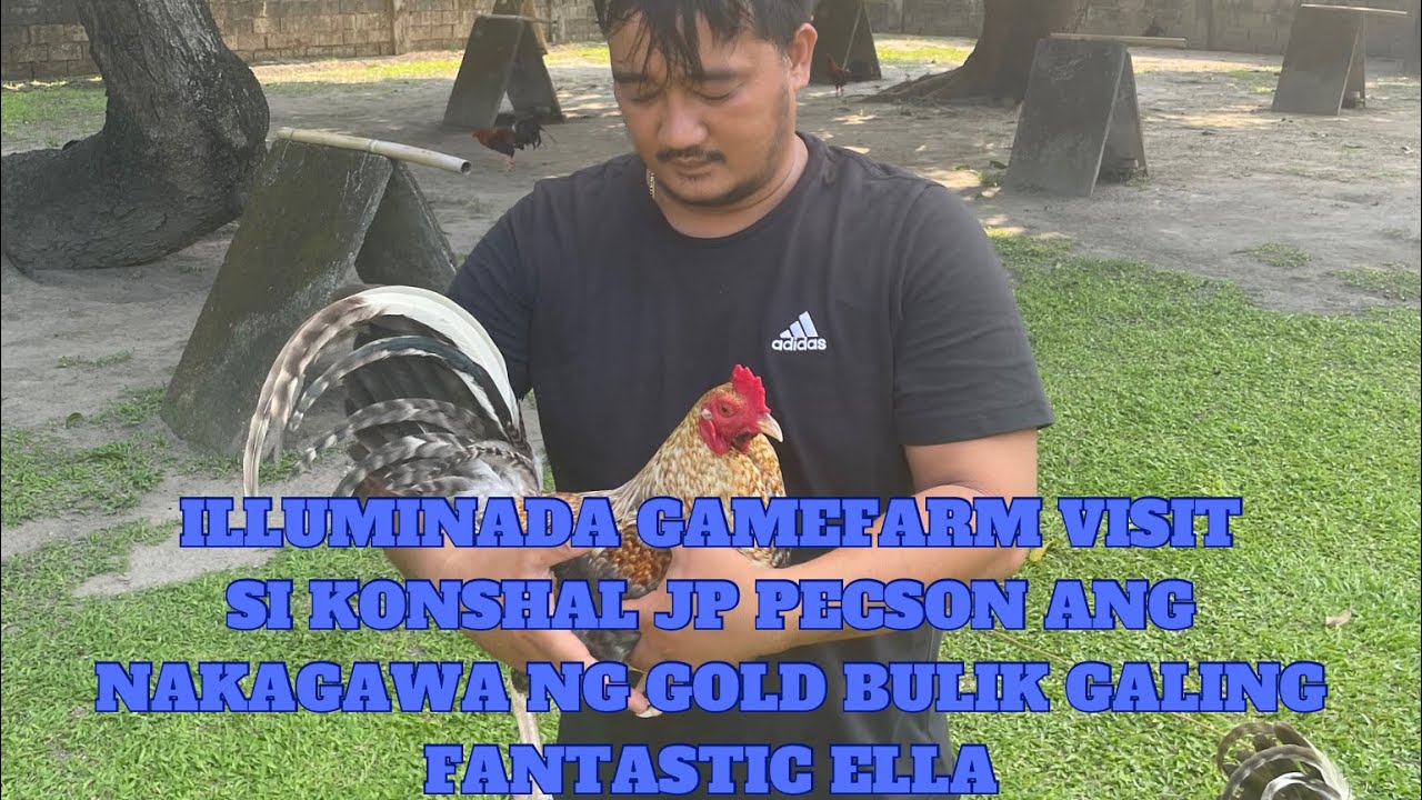 ILLUMINADA GAMEFARM VISIT | JP PECSON OF GUAGUA PAMPANGA | UNDER ...