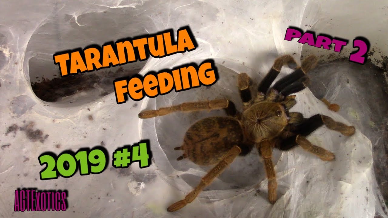 Tarantula Feeding #4 2019 pt2 - YouTube