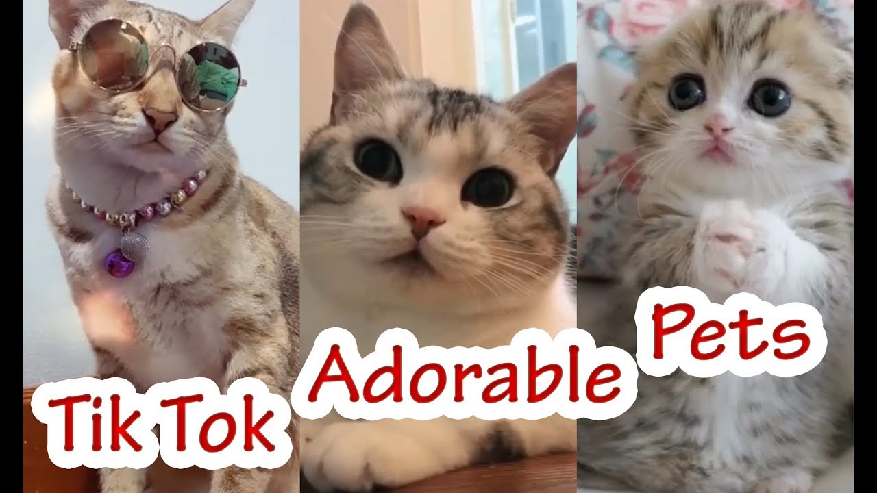 Videos Funny Animal Tik Tok 2019 - YouTube