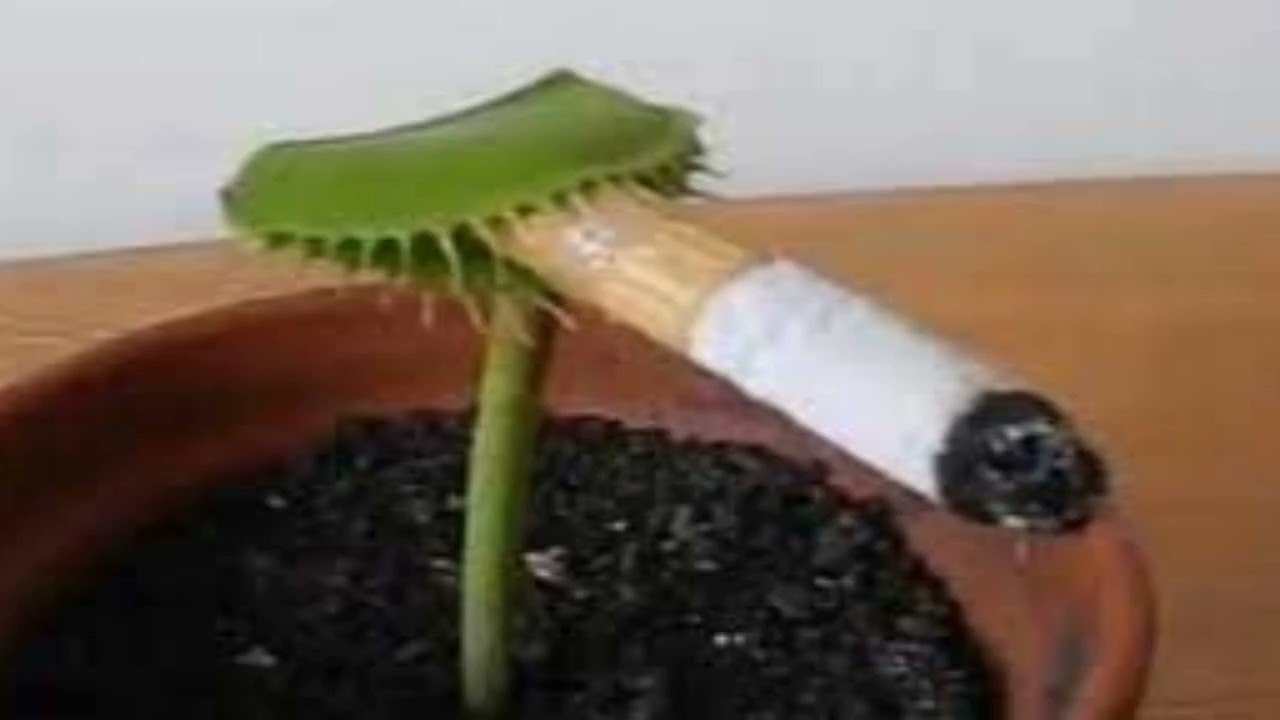 Just A Flytrap Smoking - YouTube
