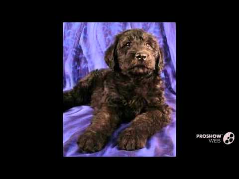 Giant Schnoodle Dog breed - YouTube