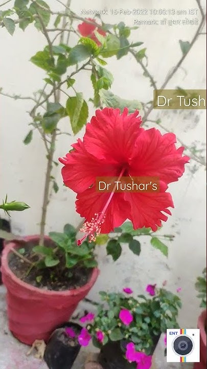 Hi Hibiscus - YouTube